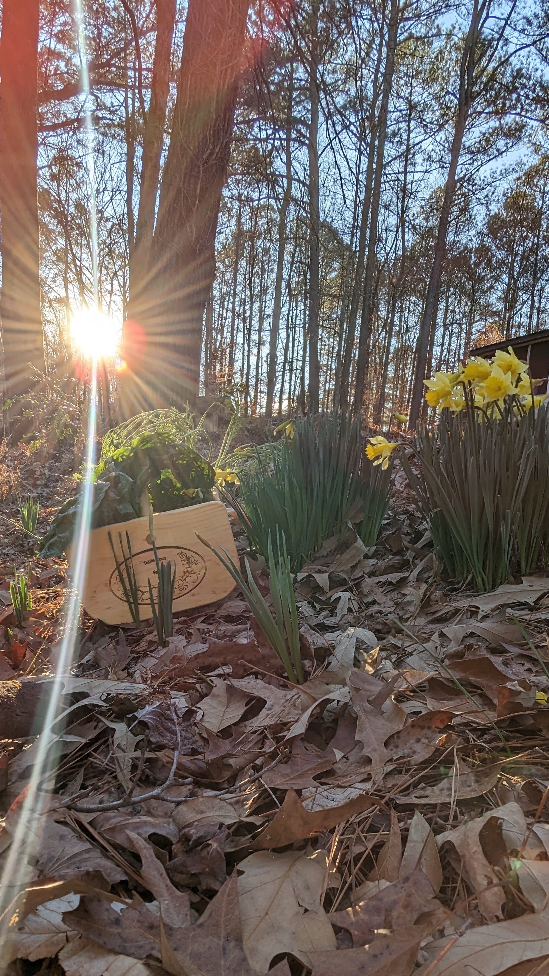 Self-Reflection – Table Root Farm