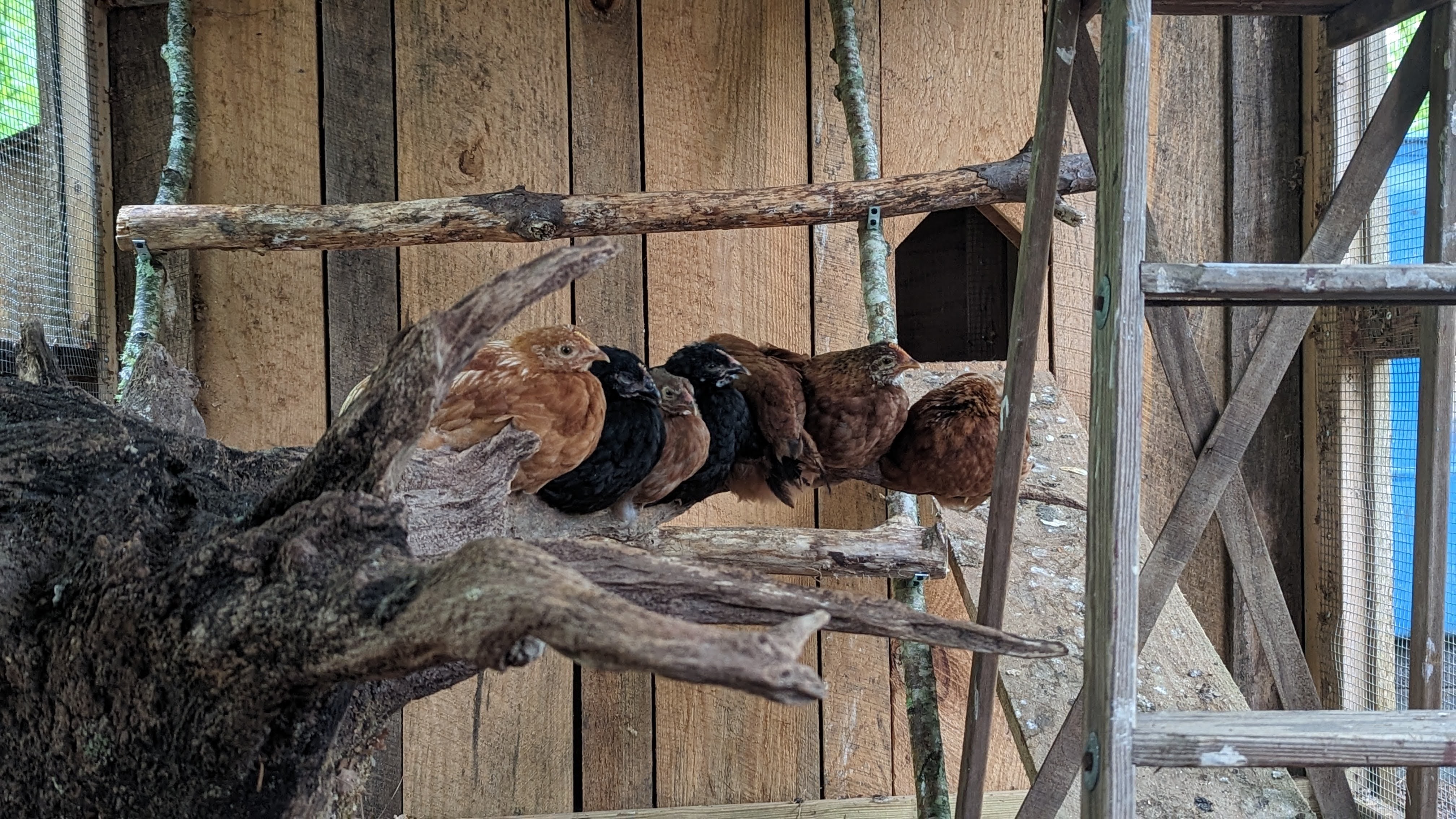 Table Root Farm May Updates – Table Root Farm